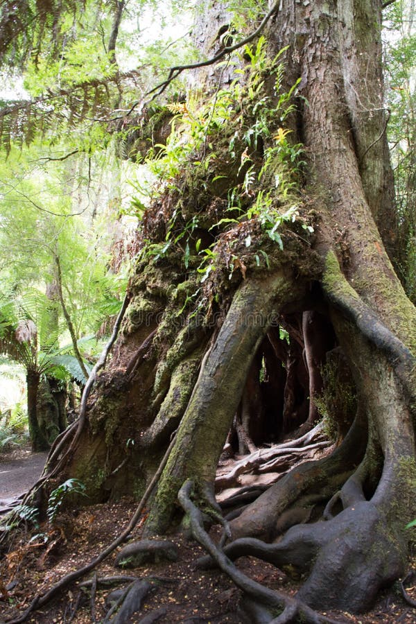 Magical Tree in Rainforest with Winding Roots. Stock Image - Image of ...