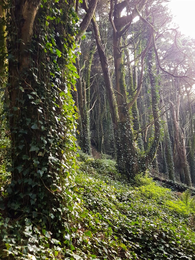 Magical Trees with Ivy on Trunk Stock Photo - Image of portugal, trunk ...