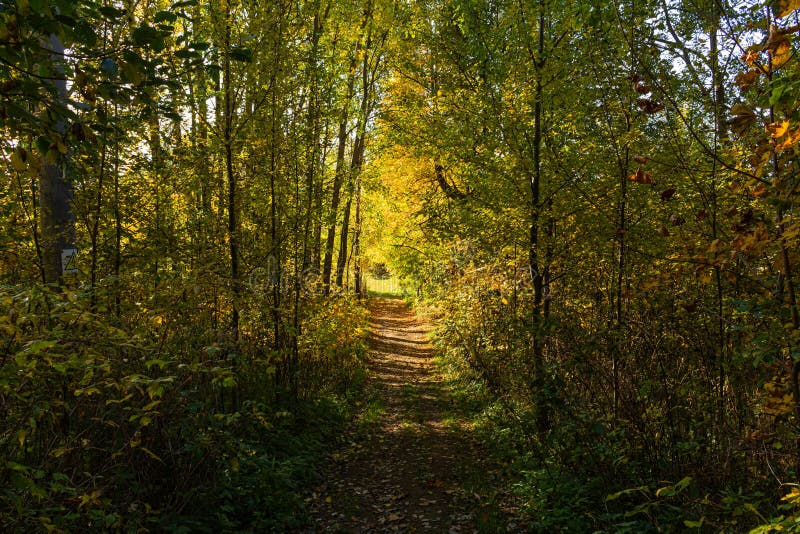 Magical Tunnel and Pathway through a Thick Forest Glowing by Sunlight ...