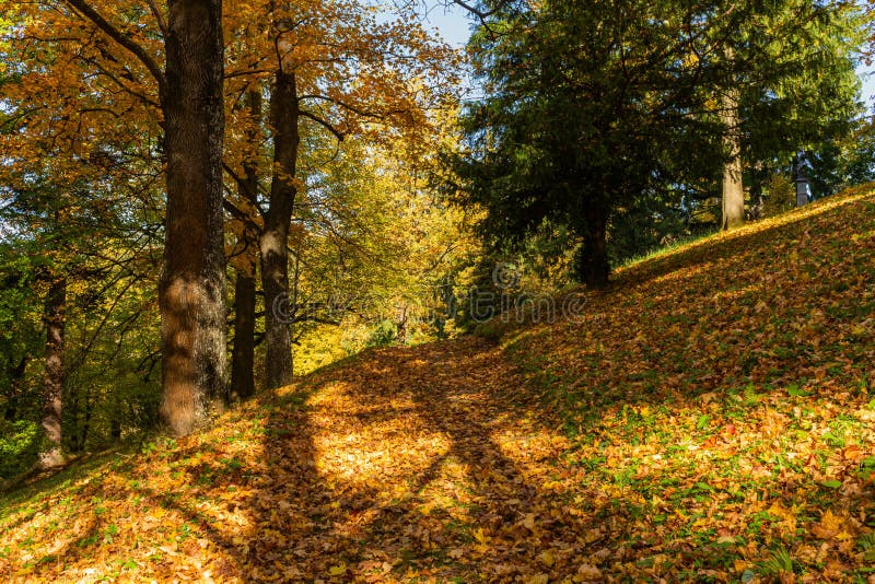 Magical Tunnel and Pathway through a Thick Forest Glowing by Sunlight ...
