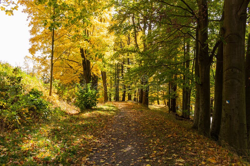 Magical Tunnel and Pathway through a Thick Forest Glowing by Sunlight ...
