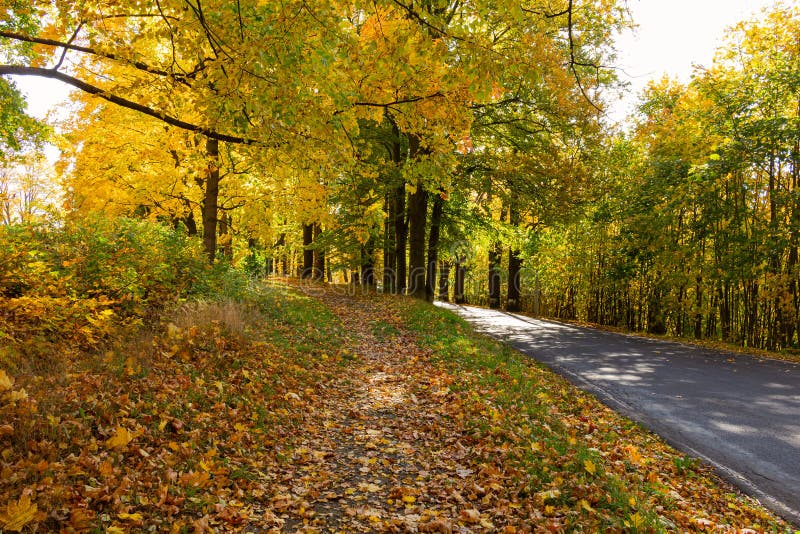Magical Tunnel and Pathway through a Thick Forest Glowing by Sunlight ...