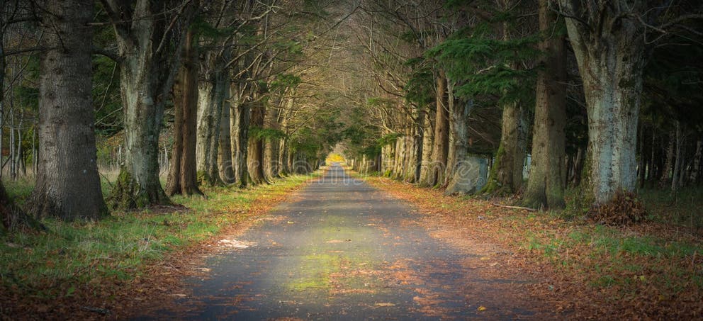 Magical Tunnel and Pathway through a Thick Forest with Sunlight. the ...