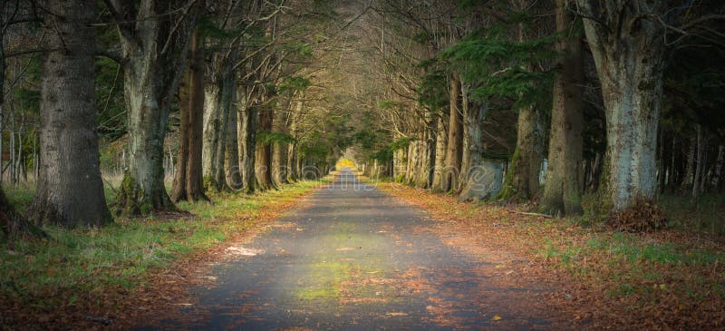 Magical Tunnel and Pathway through a Thick Forest with Sunlight. the ...