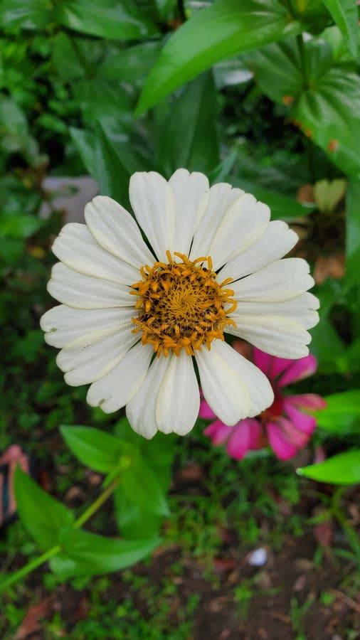 Magical View from the Tropical Flowers in Bali Stock Image - Image of ...