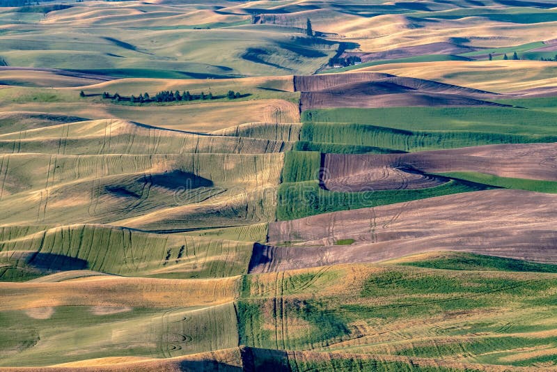 Magical Wheat Farm Fields in Palouse Washington Stock Image - Image of ...