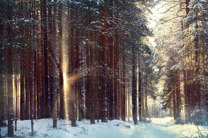 Magical Winter Forest a Fairy Stock Image - Image of mystical, light ...