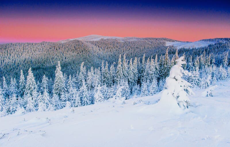 Magical Winter Snow Covered Tree Stock Photo - Image of forest ...