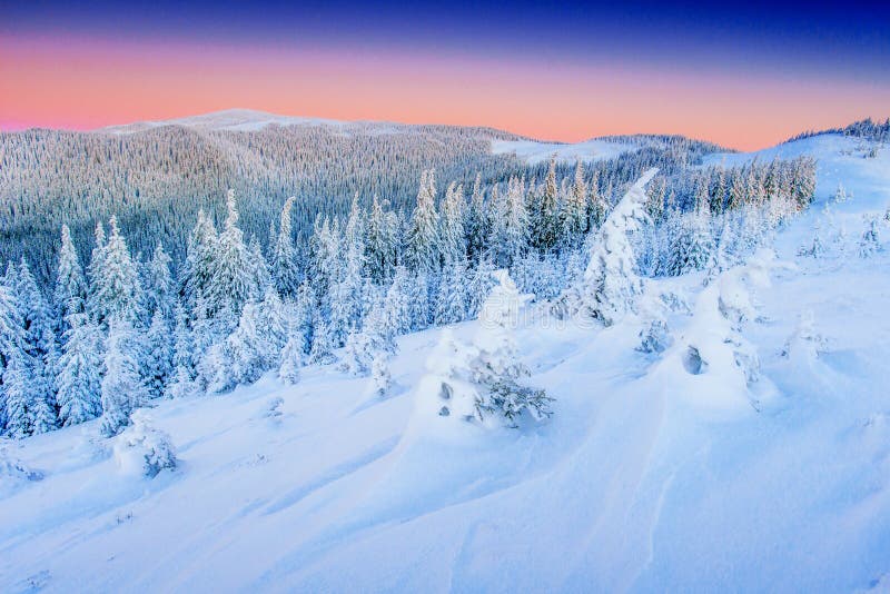 Magical Winter Snow Covered Tree Stock Image - Image of frost, creative ...