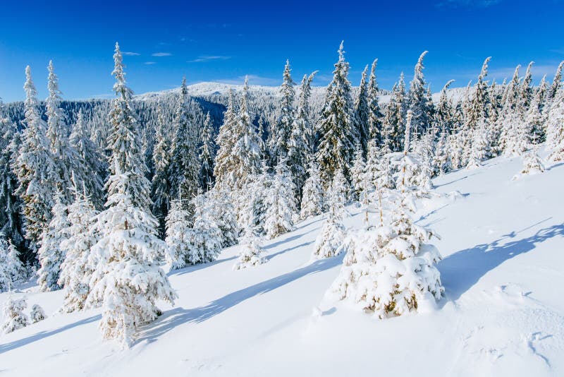 Magical Winter Snow Covered Tree Stock Image - Image of covered ...