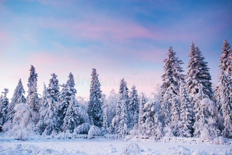 Magical winter stock image. Image of forest, austria - 68488275