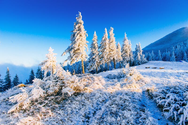 Magical Winter Snow Covered Tree Stock Image - Image of snowfall ...