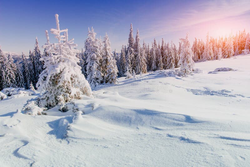 Magical Winter Snow Covered Tree Stock Photo - Image of color, hoar ...