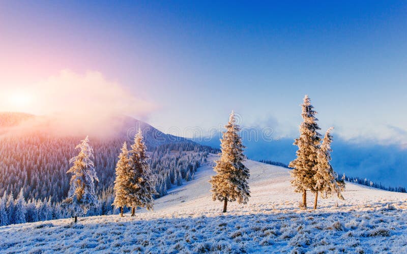 Magical Winter Snow Covered Tree Stock Photo - Image of snow, creative ...