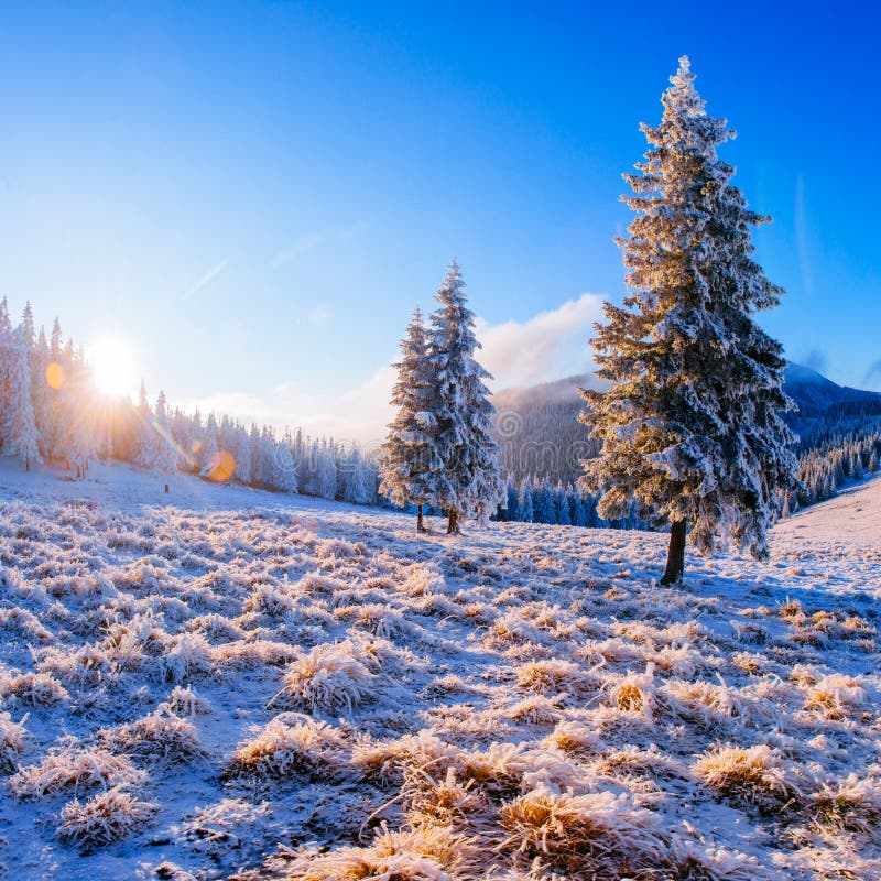 Magical Winter Snow Covered Tree Stock Photo - Image of austria ...