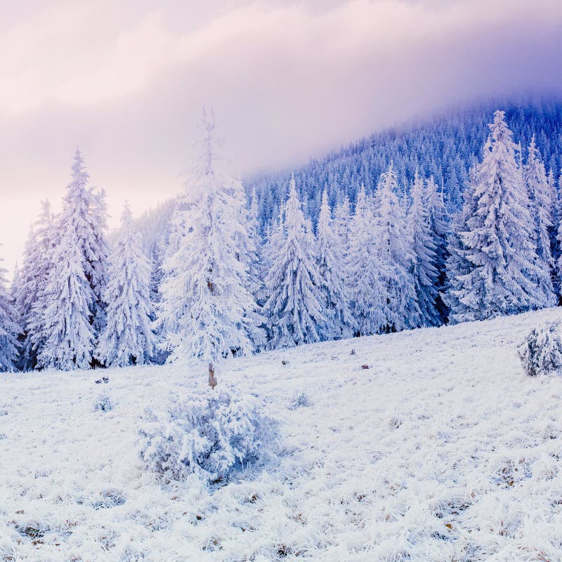 Magical Winter Snow Covered Tree Stock Photo - Image of coniferous ...