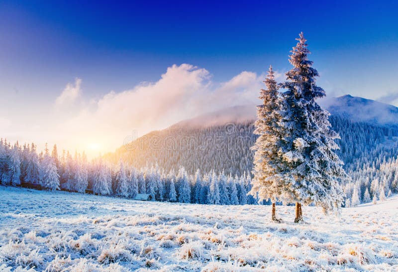Magical Winter Snow Covered Tree Stock Photo - Image of color, dramatic ...