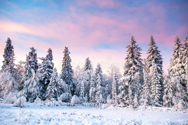 Magical Winter Snow Covered Tree Stock Photo - Image of austria ...