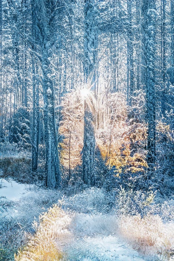 Magical winter sunset stock photo. Image of frost, sunlight - 238837818