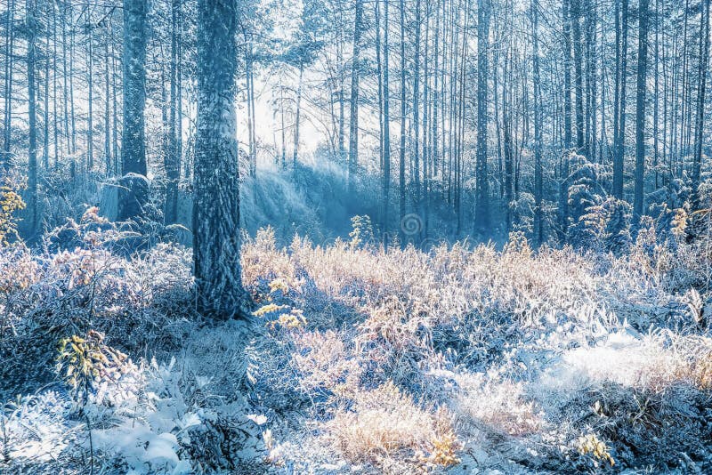 Magical winter sunset stock photo. Image of frost, sunlight - 238837818