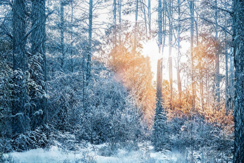 Magical winter sunset stock image. Image of blue, snow - 237482303