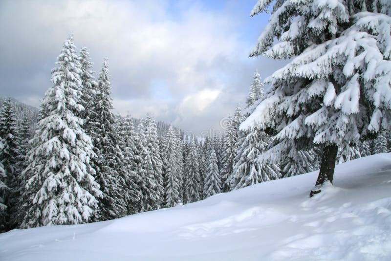 Snowy Woods stock photo. Image of festive, northern, haze - 3543108