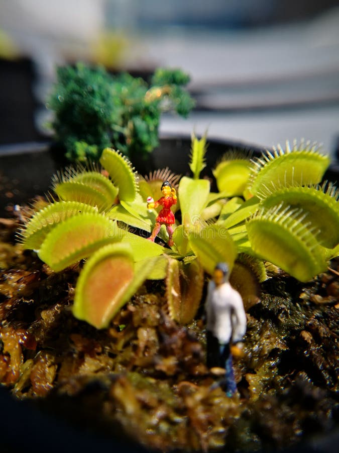 Magical World for Movie Concept. Venus Flytrap with Small Figures Stock Photo - Image of figures ...