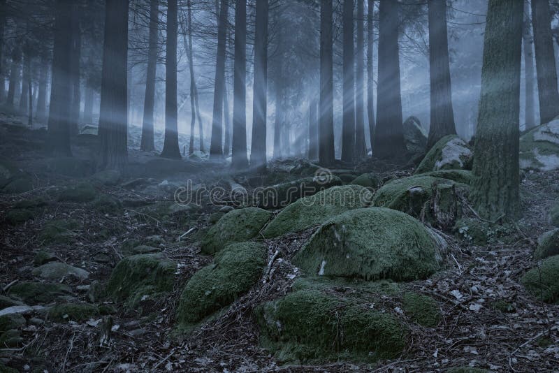 Skogen Vaggar Täckt Med Mossa Fotografering för Bildbyråer - Bild av ...