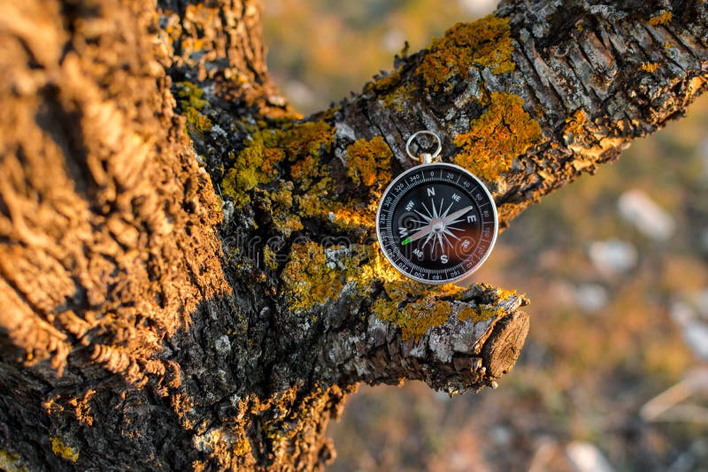 A Magnetic Compass in a Autumn Tree Against Stock Photo - Image of ...