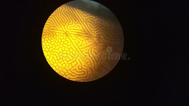 Magnetic Domain Under Microscope Magnification. Micro Chip Domain Walls ...