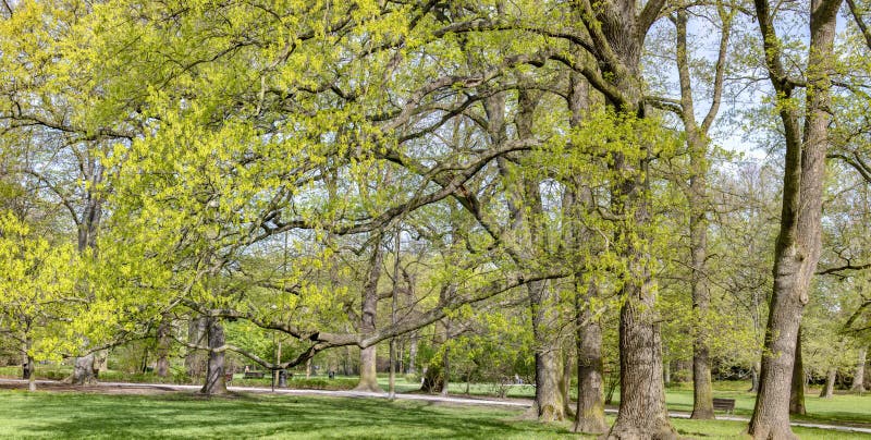 Magnificent Ancient Beech Trees Stock Photo - Image of plant, growing ...