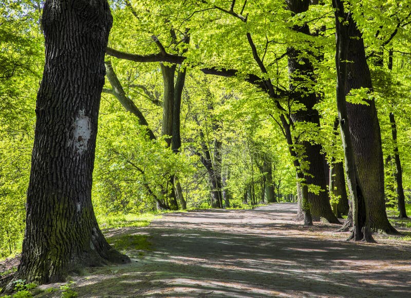 Magnificent Ancient Beech Trees in Park Stock Image - Image of path ...