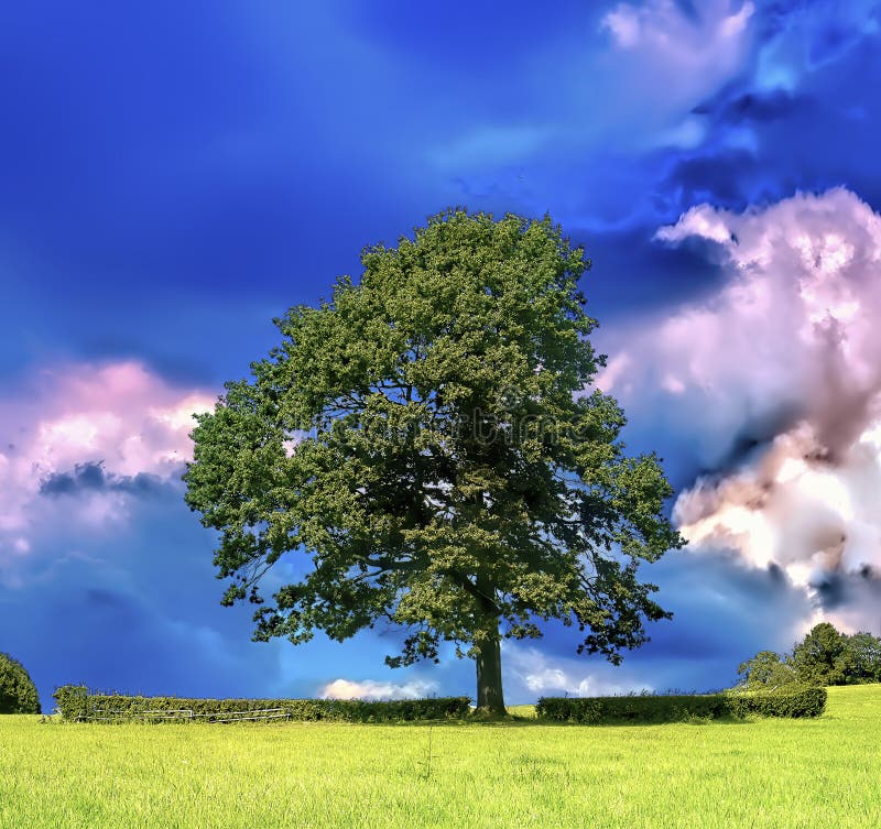 Magnificent Ancient Oak Tree on the Field Stock Image - Image of ...