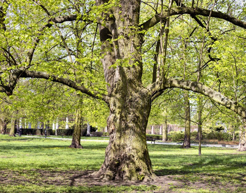 Magnificent Ancient Plane Tree Stock Image - Image of landscape, spring ...