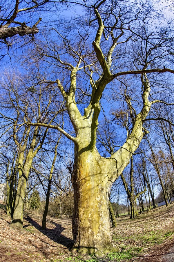 Magnificent Ancient Plane Tree in Spring Time Stock Image - Image of ...