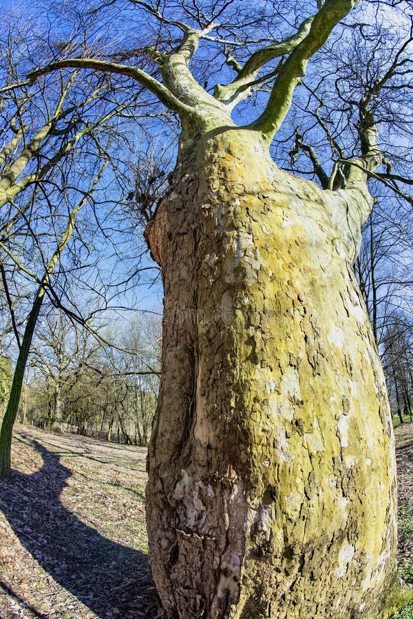 Magnificent Ancient Plane Tree in Spring Time Stock Image - Image of ...