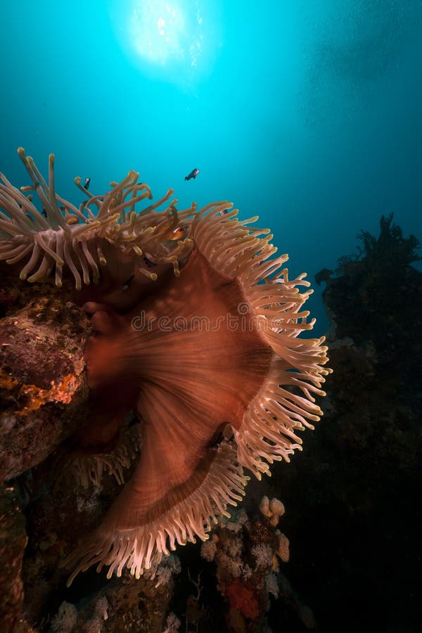 Magnificent Anemone (heteractis Magnifica) in the Red Sea. Stock Photo ...