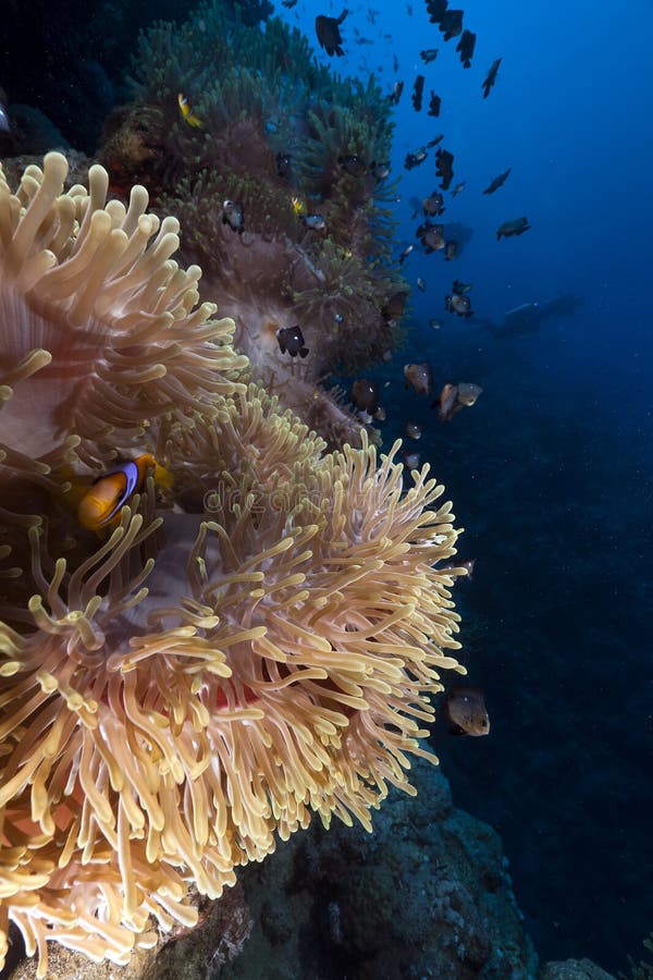 Magnificent Anemone (heteractis Magnifica) in the Red Sea. Stock Photo ...