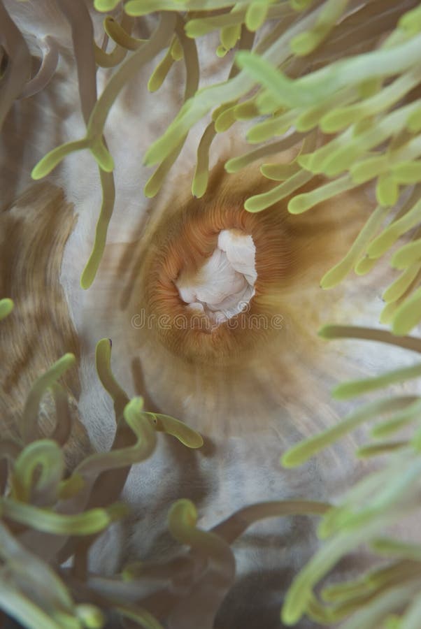 Medicinal Seahorses stock image. Image of natural, doctor - 10961237