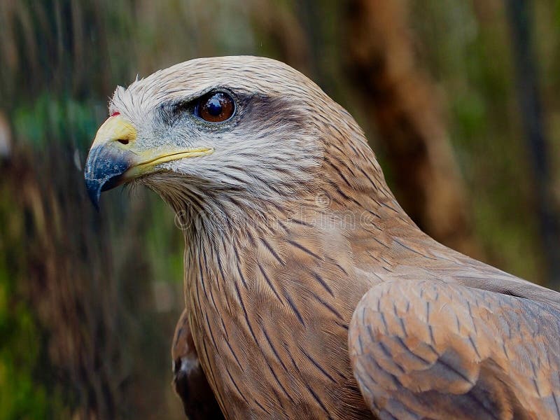 Magnificent Athletic Intelligent Black Kite with Powerful Profile ...