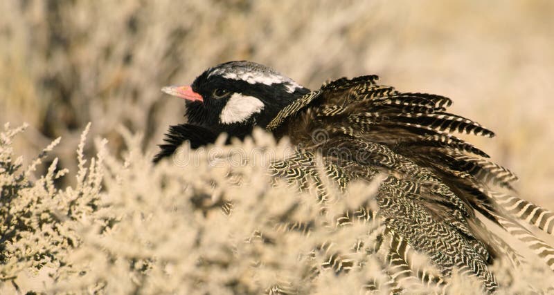 The Magnificent Bird is Very Beautiful. Stock Image - Image of namibia ...