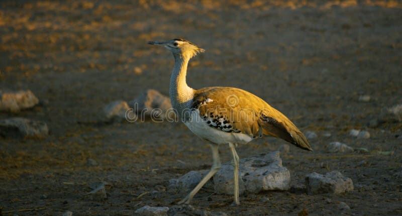 The Magnificent Bird is Very Beautiful. Stock Image - Image of ...