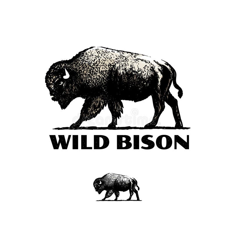 Magnificent Bison Vector Hand-Drawn Illustration Stock Vector ...
