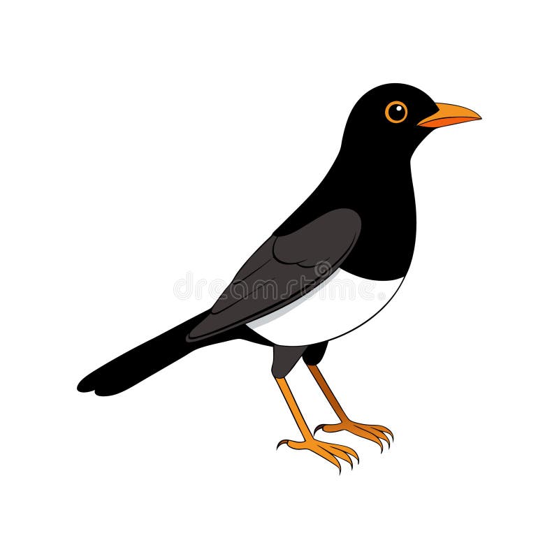Magnificent Black-Breasted Thrush Bird Illustration Stock Illustration ...