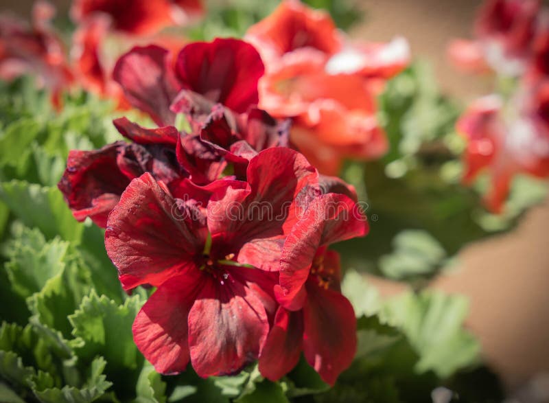 Magnificent Blooming Red Geranium in a Pot on the Balcony Stock Image ...