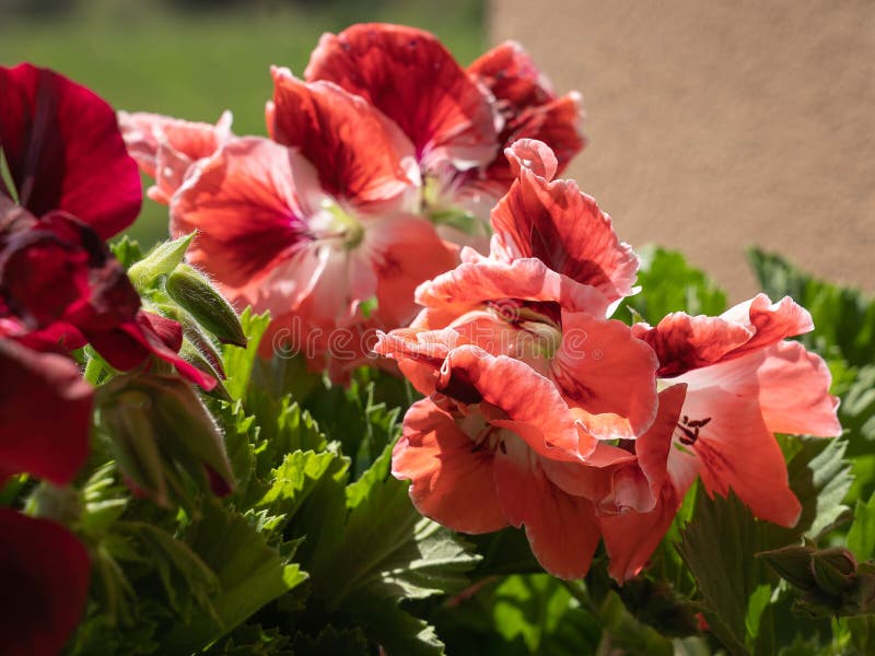Magnificent Blooming Red Geranium in a Pot on the Balcony Stock Image ...