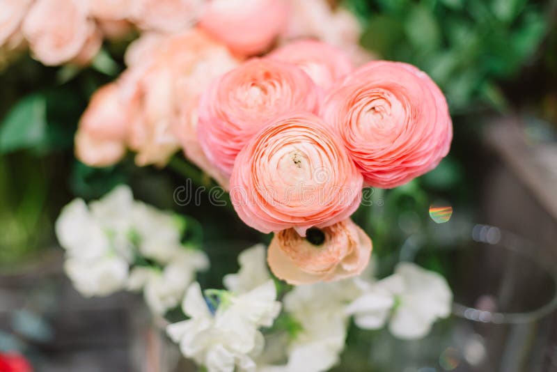 Magnificent Bouquet of Bright Pink Ranunculus Stock Photo - Image of ...