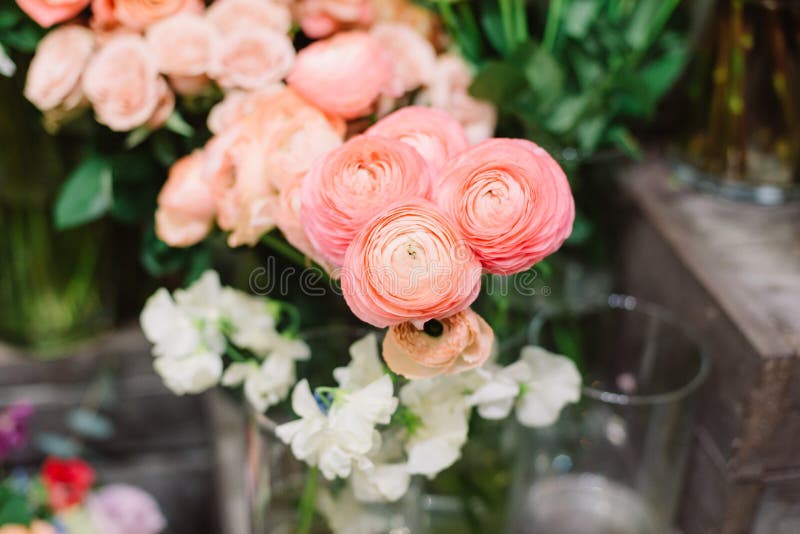 Magnificent Bouquet of Bright Pink Ranunculus Stock Photo - Image of ...
