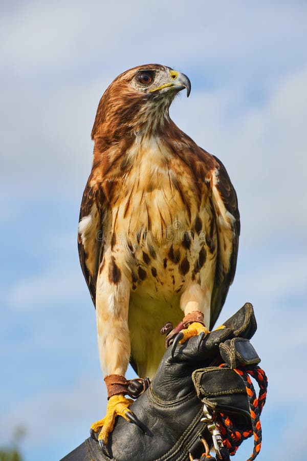 Magnificent Broad-winged Hawk Resting on Leather Glove of Trainer Stock ...