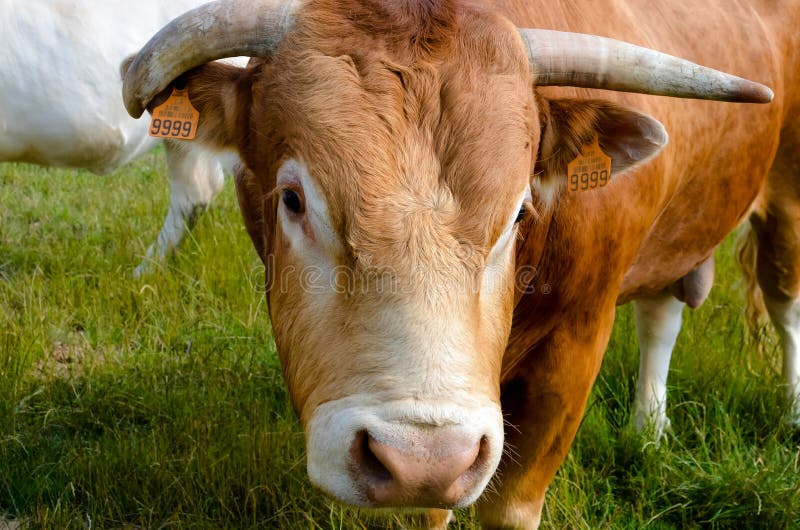 Magnificent Bull in a Cattle Farm for Meat Stock Photo - Image of ...